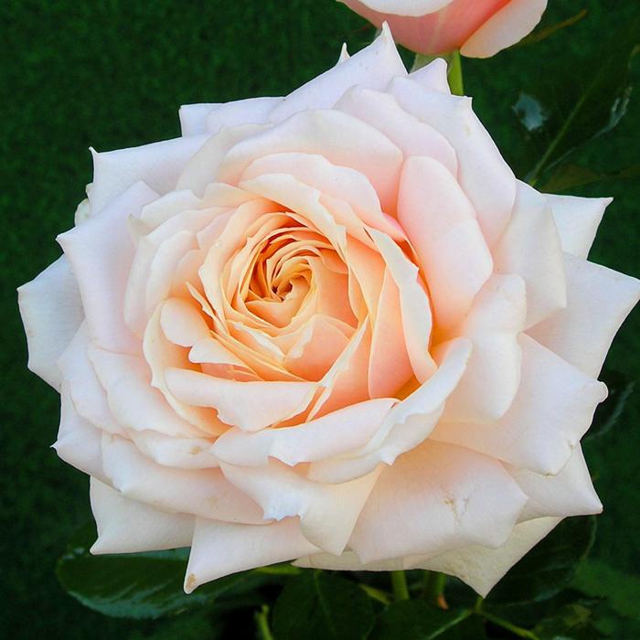 Floribunda Rose Barbados | Dunbar's